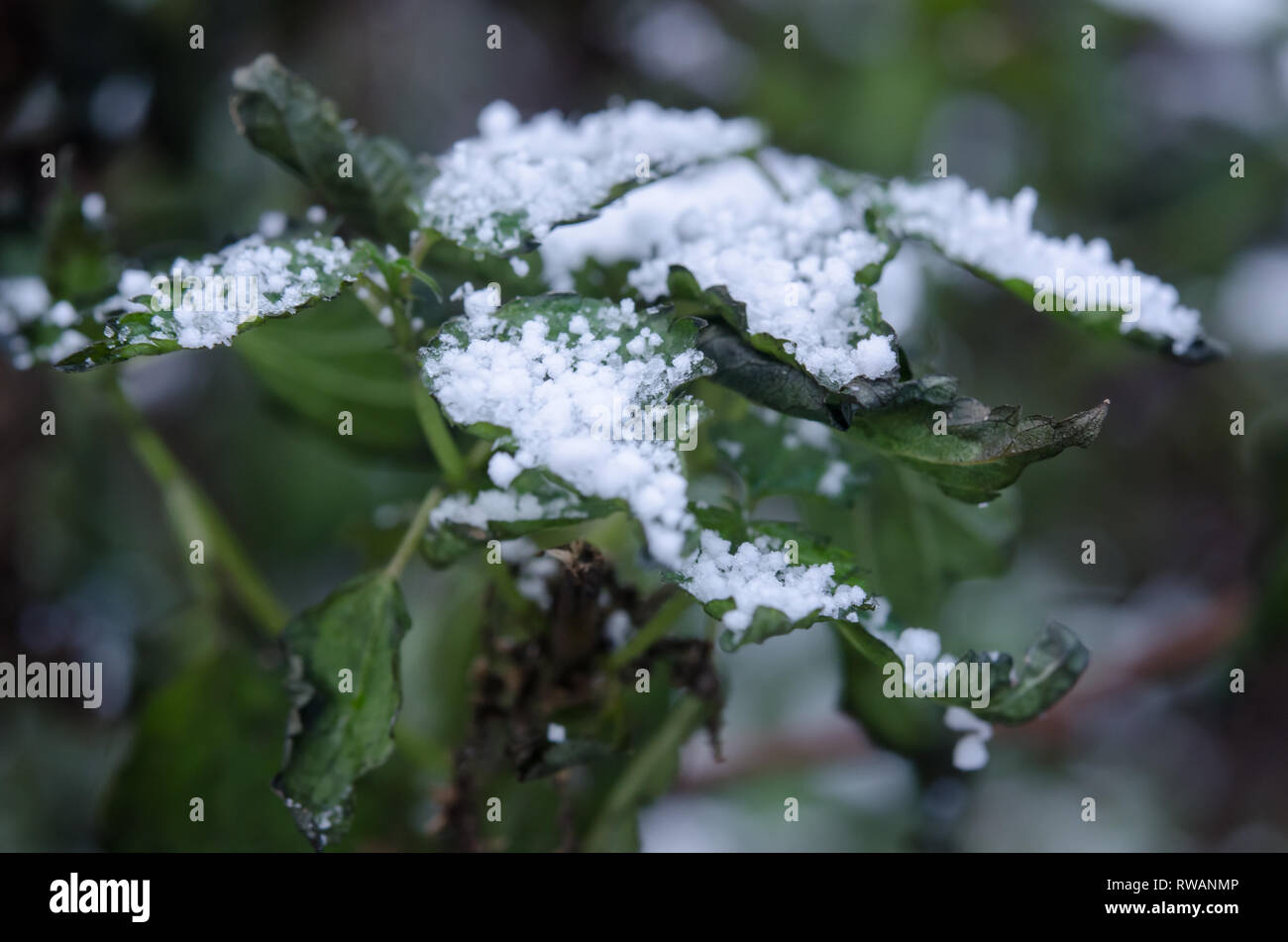 Snow flake leaf hi-res stock photography and images - Alamy