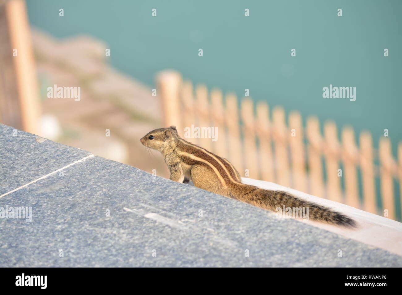 basking in the sun Stock Photo - Alamy
