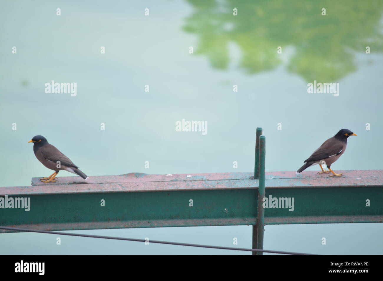 Attract bird hi-res stock photography and images - Alamy