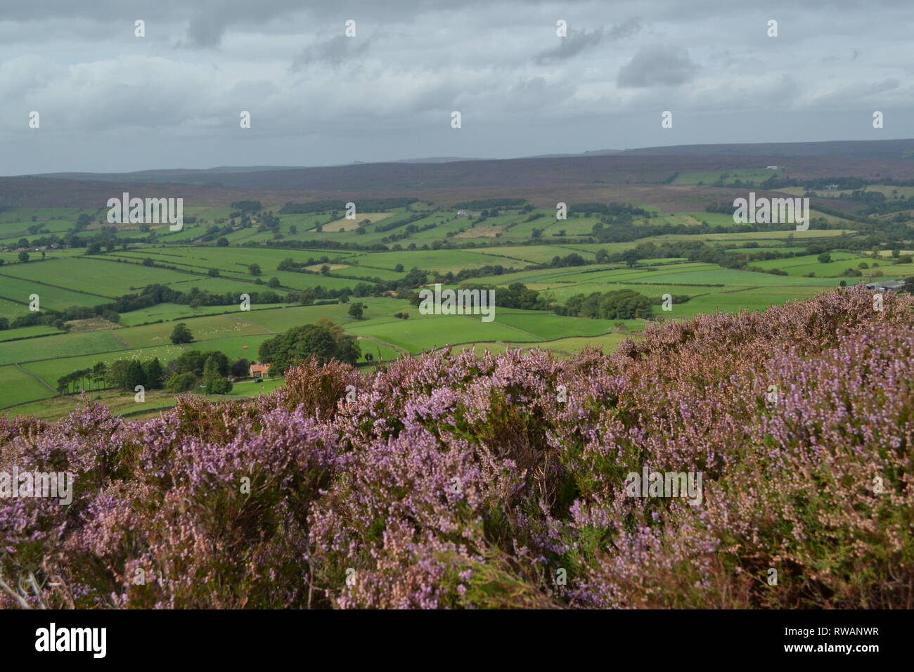 Purple Heather on North Yorkshire Moors - Castleton Rigg Westerdale ...