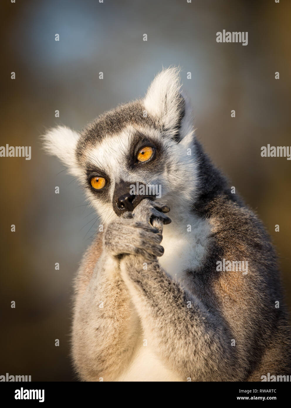 Portrait front view close up, ring-tailed lemur (Lemur catta) in ...