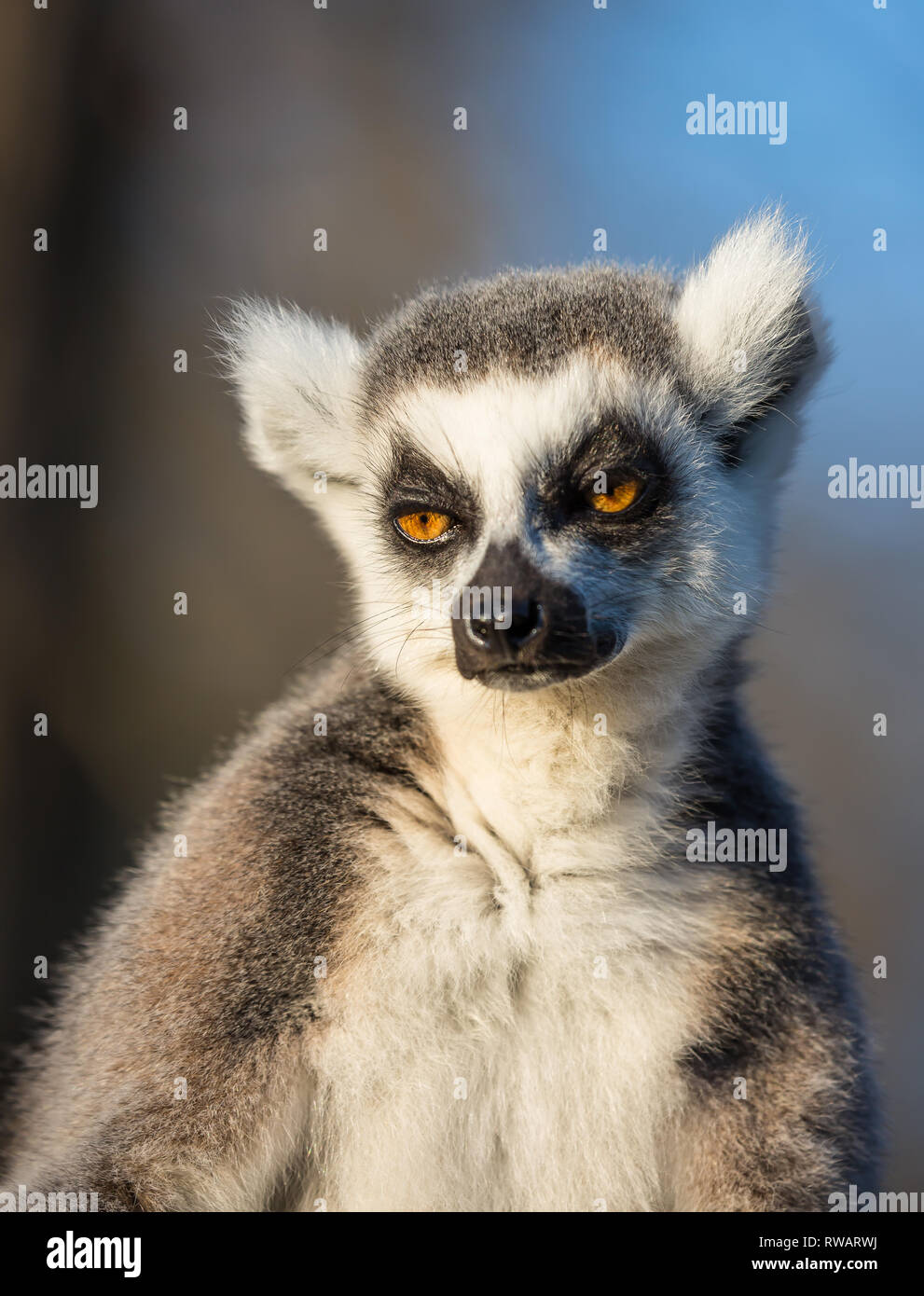 Detailed, portrait, front view close up of ring-tailed lemur (Lemur ...