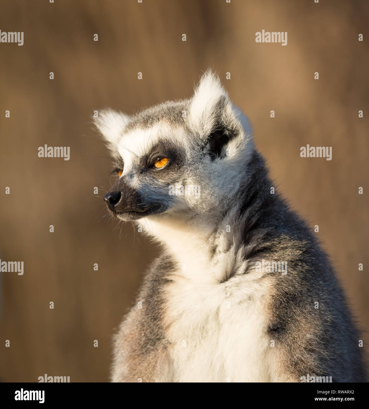 Portrait close up of isolated ring tailed lemur (Lemur catta) in ...