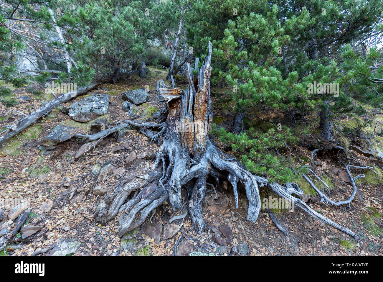 Trunk, roots of fallen tree Stock Photo - Alamy
