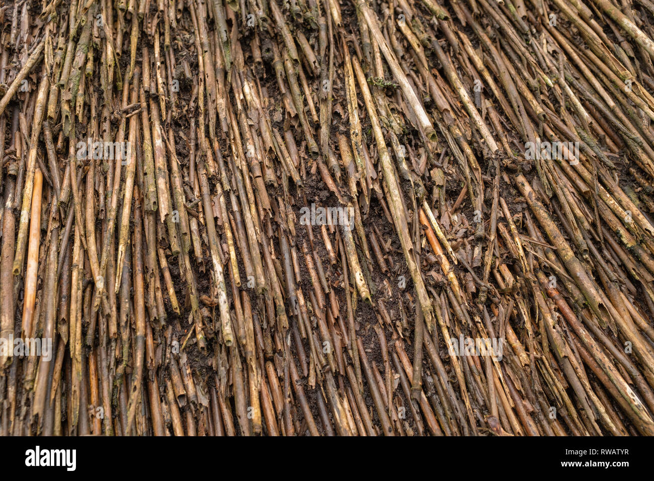 An extreme close up of a thatched roof, detail of the golden coloured ...