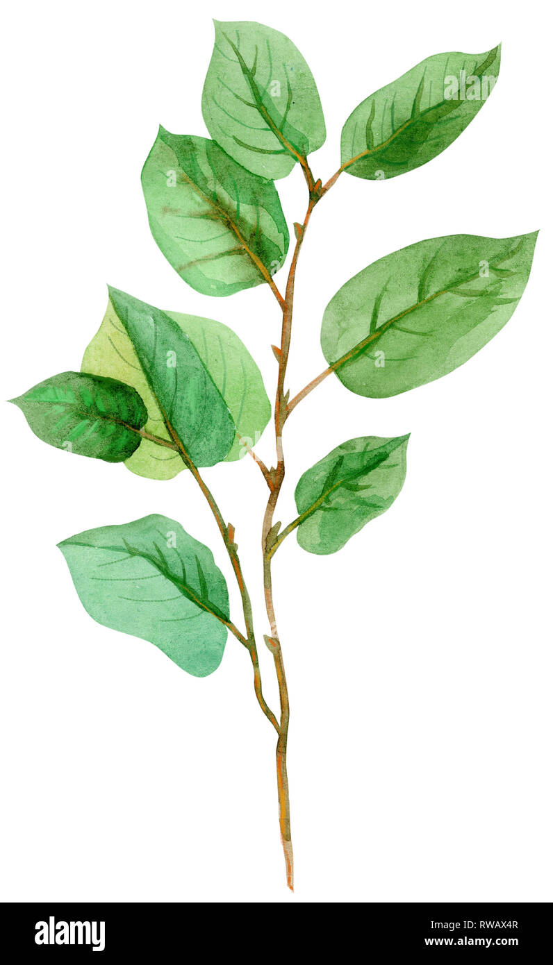 Watercolor green salal isolated on white background Stock Photo - Alamy