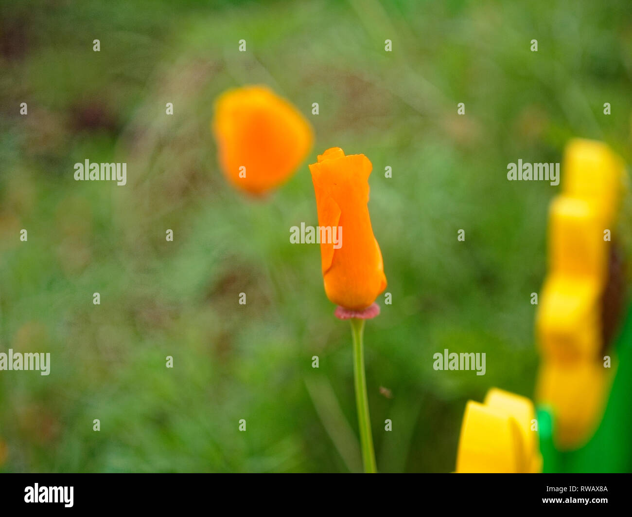 Undisturbed striking hi-res stock photography and images - Alamy