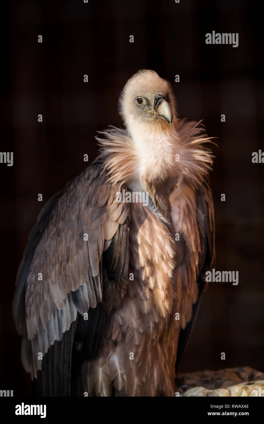 Portrait of a griffon (Gyps fulvus) in front of black background Stock ...