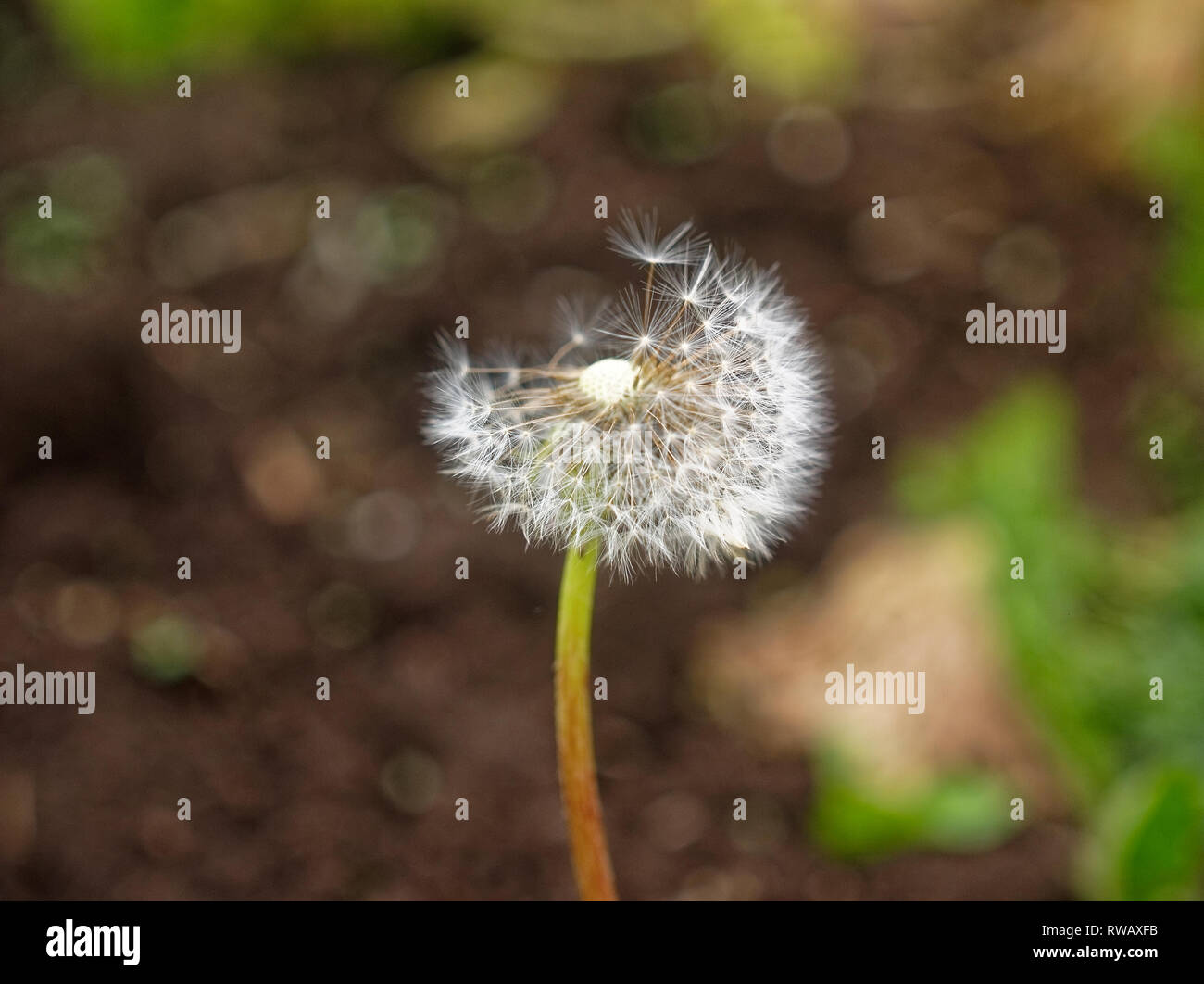 Dead dandelion close up hi-res stock photography and images - Alamy