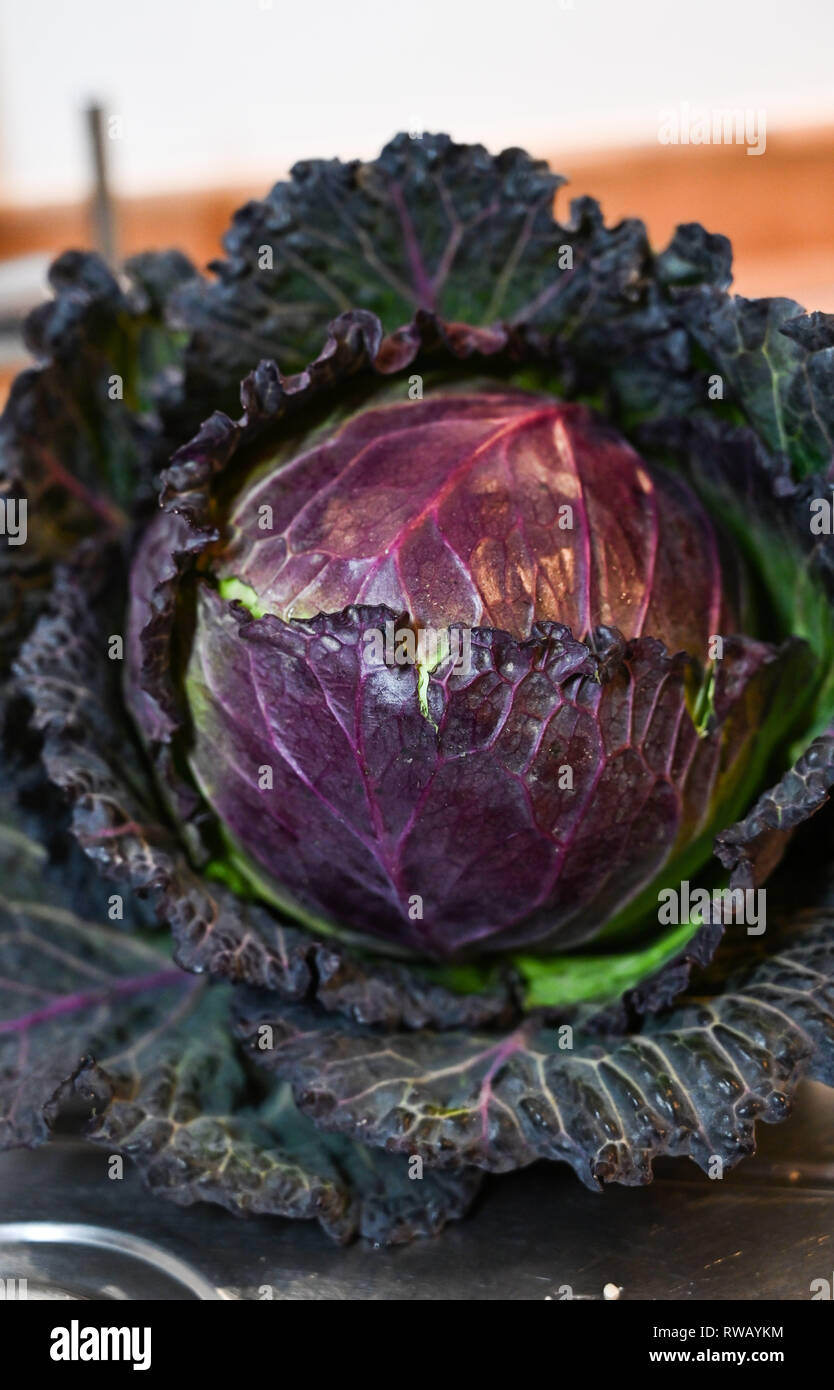Fresh British cabbage harvested in February winter Stock Photo - Alamy