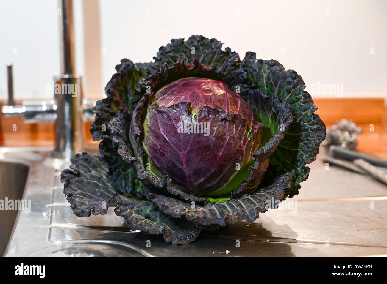 Fresh British cabbage harvested in February winter Stock Photo - Alamy