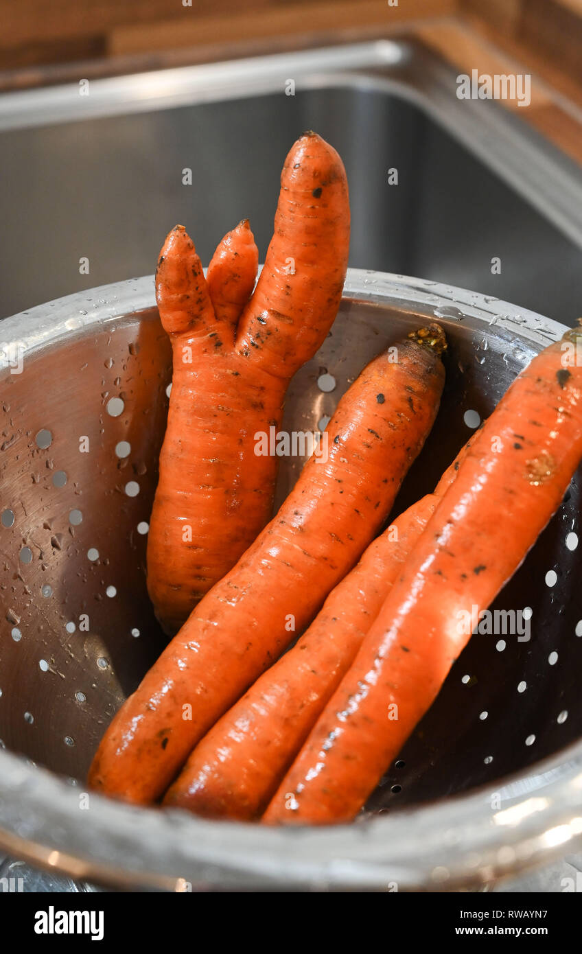 Freshly pulled carrots some in unusual shapes with earth and mud being ...