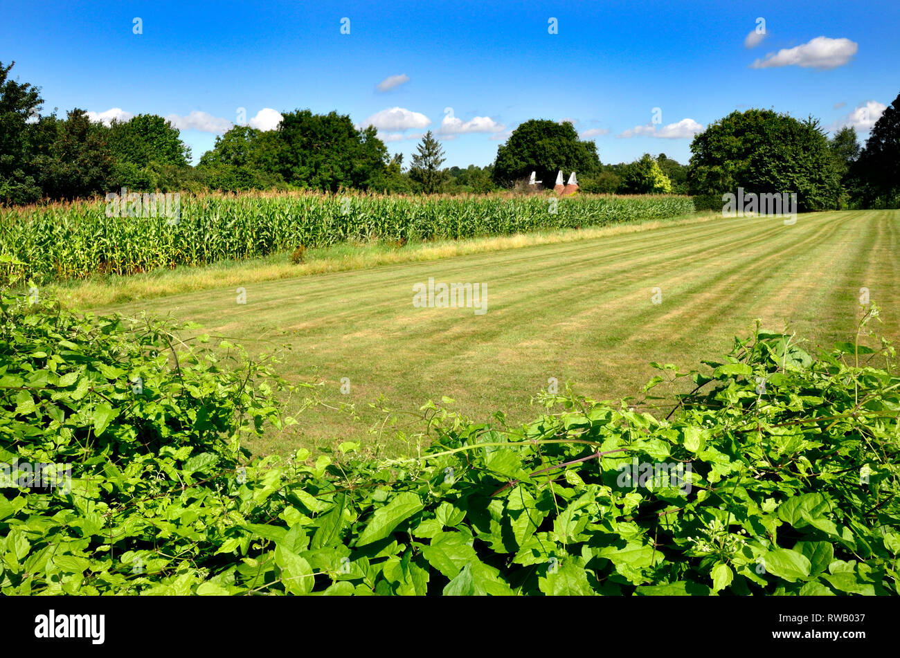 Field hedge hi-res stock photography and images - Alamy