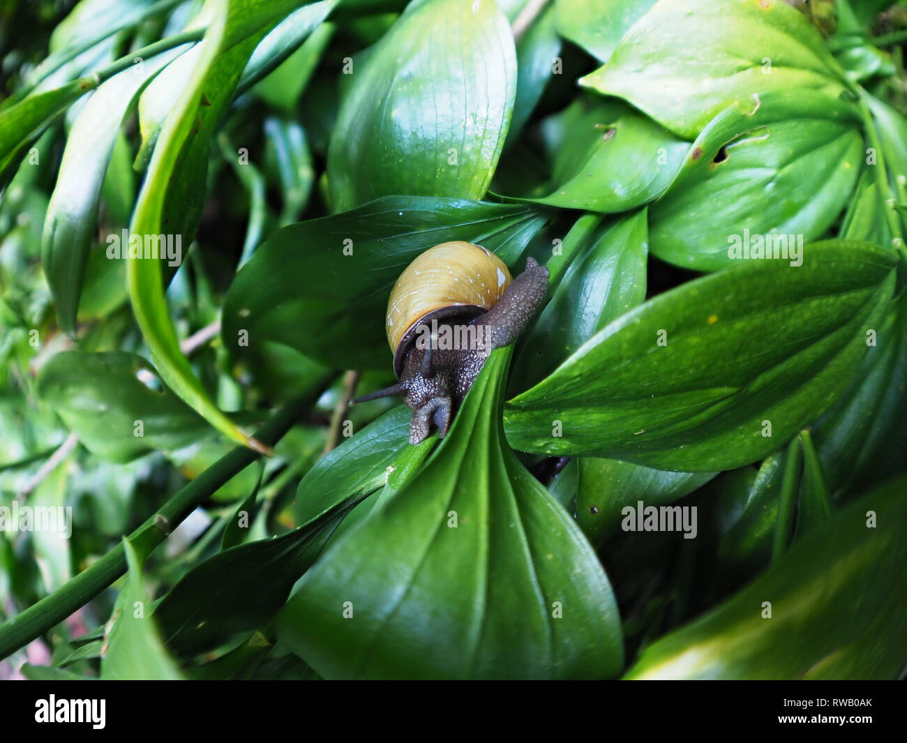 Ruscus colchicus hi-res stock photography and images - Alamy