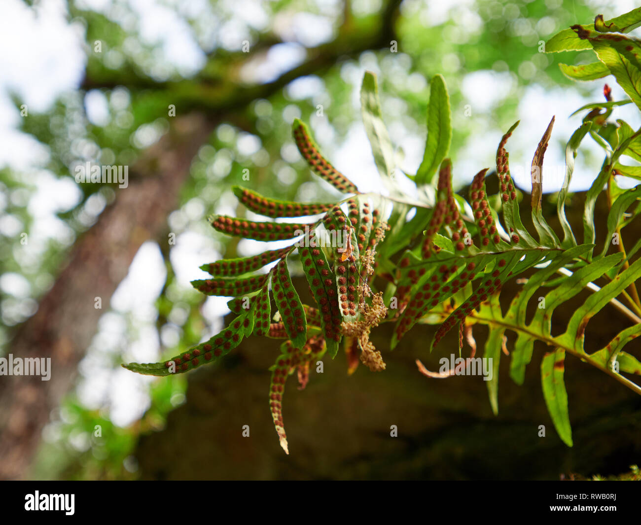 Red spores of green fern Polypodium vulgare, the common polypody. Fern ...