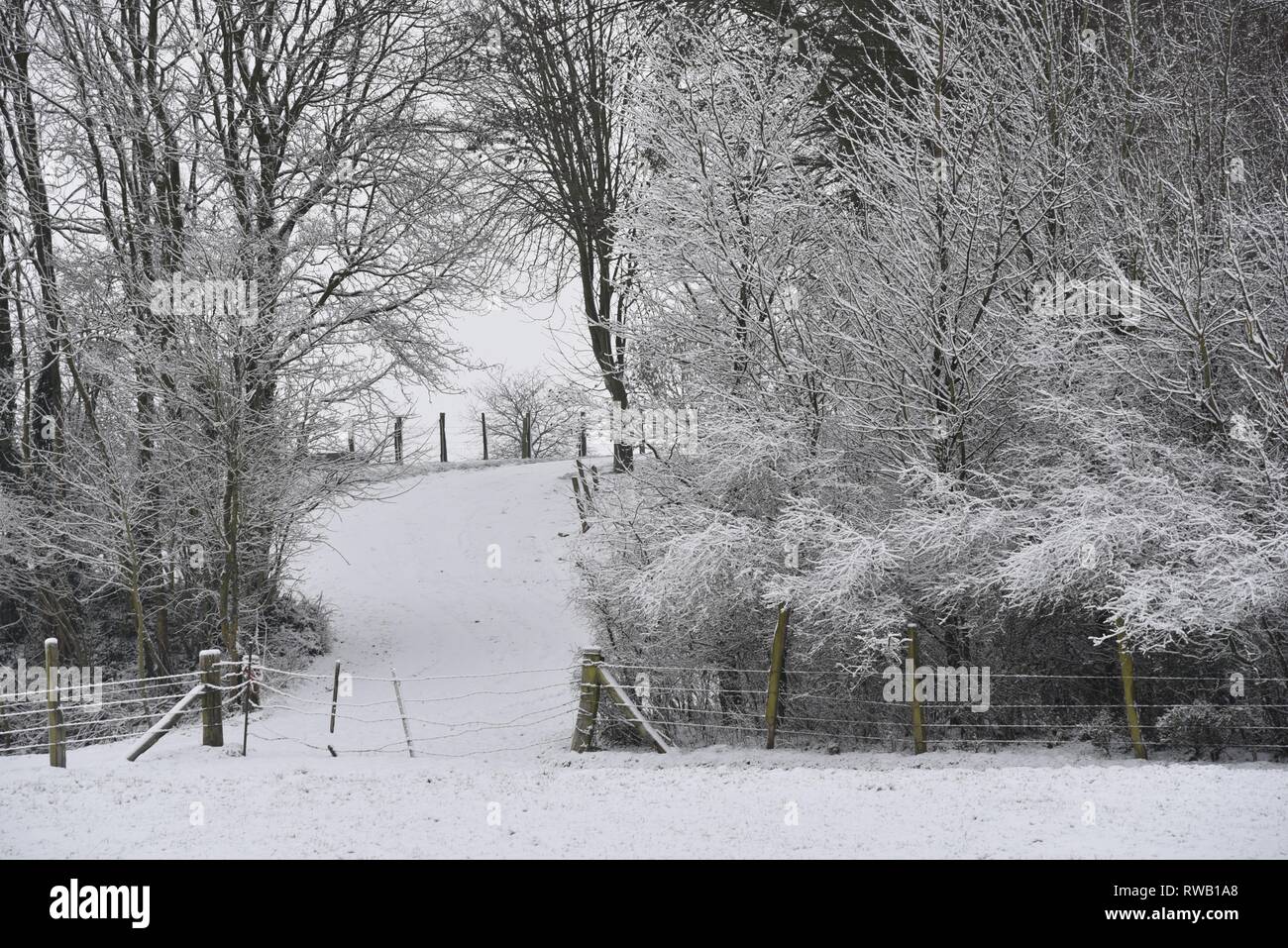 Winter: bleak rural northern French countryside following light ...