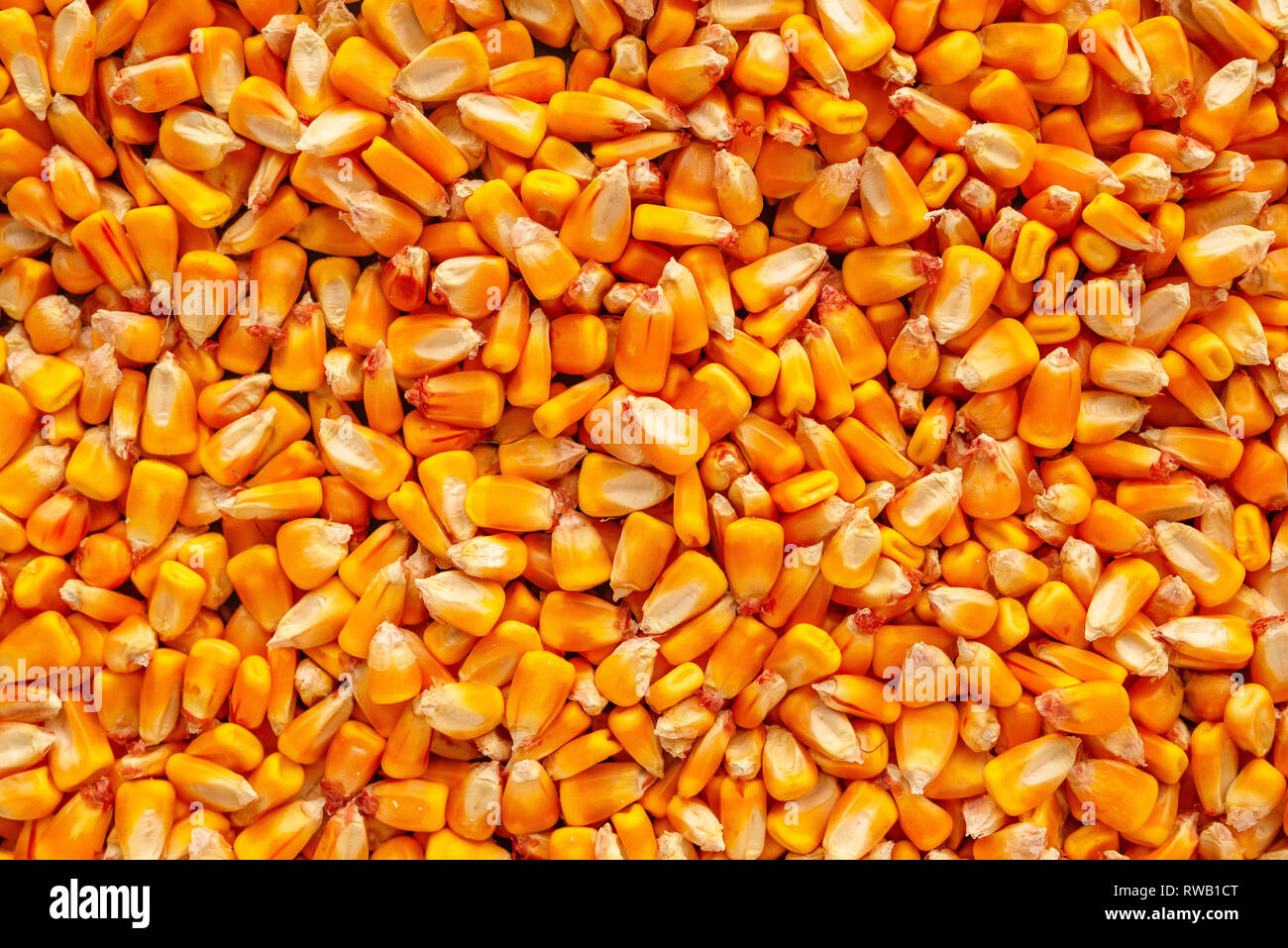 Corn seed kernels heap after harvest, seen from above Stock Photo - Alamy