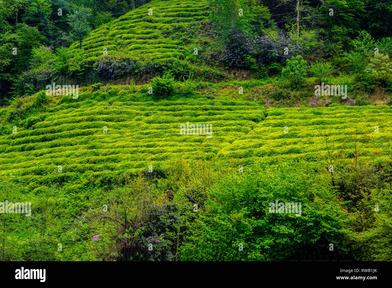 Rize Turkey Tea High Resolution Stock Photography and Images - Alamy