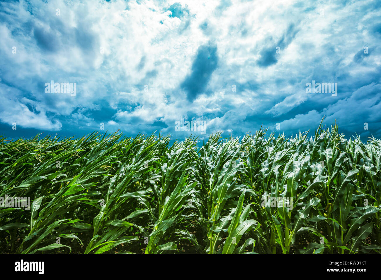 Corn field and stormy sky, strong wind is blowing and bending plants in ...