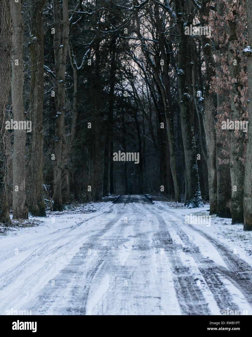 Forest entrance hi-res stock photography and images - Alamy