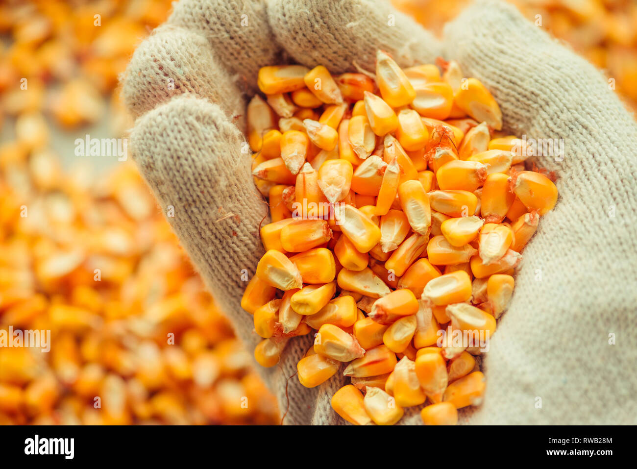Handful of harvested corn kernels heap, selective focus Stock Photo - Alamy