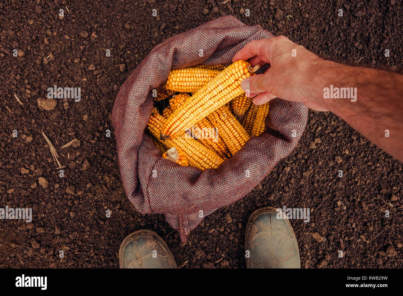 Farmer picking harvested corn cobs from burlap sack, top view of hand ...