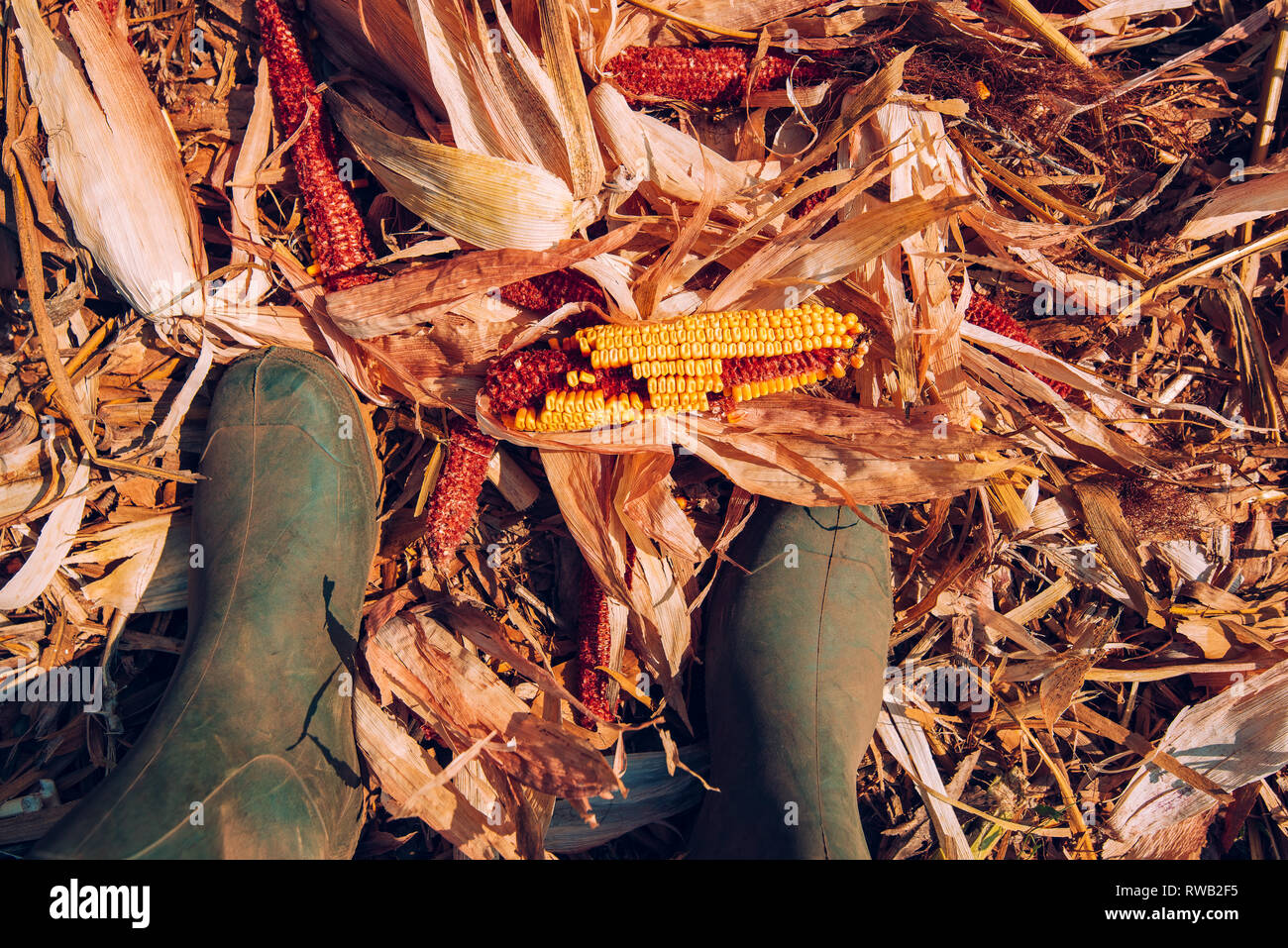 Farmer standing directly above corn cob on the ground, leftovers for ...