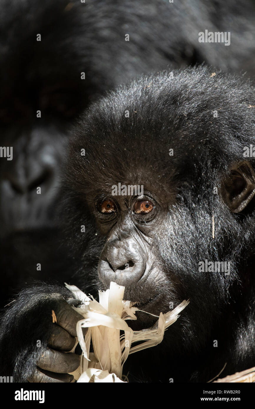 African bamboo shoots hi-res stock photography and images - Alamy