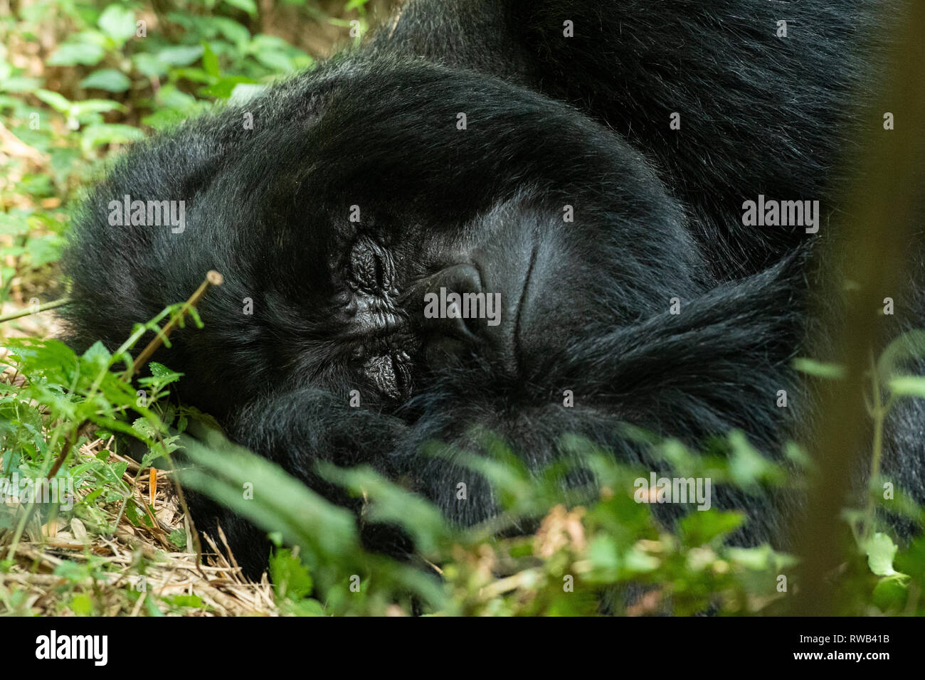 Mountain gorilla sleeping, Gorilla beringei beringei, Mgahinga Gorilla ...