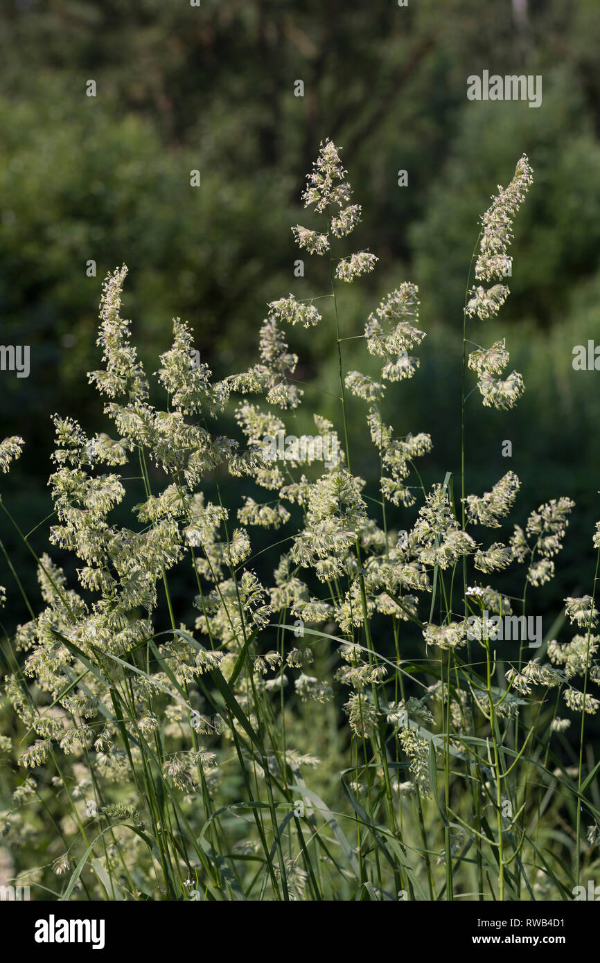 Wiesen-Knäuelgras, Wiesenknäuelgras, Knäuelgras, Knäulgras, Knaulgras ...