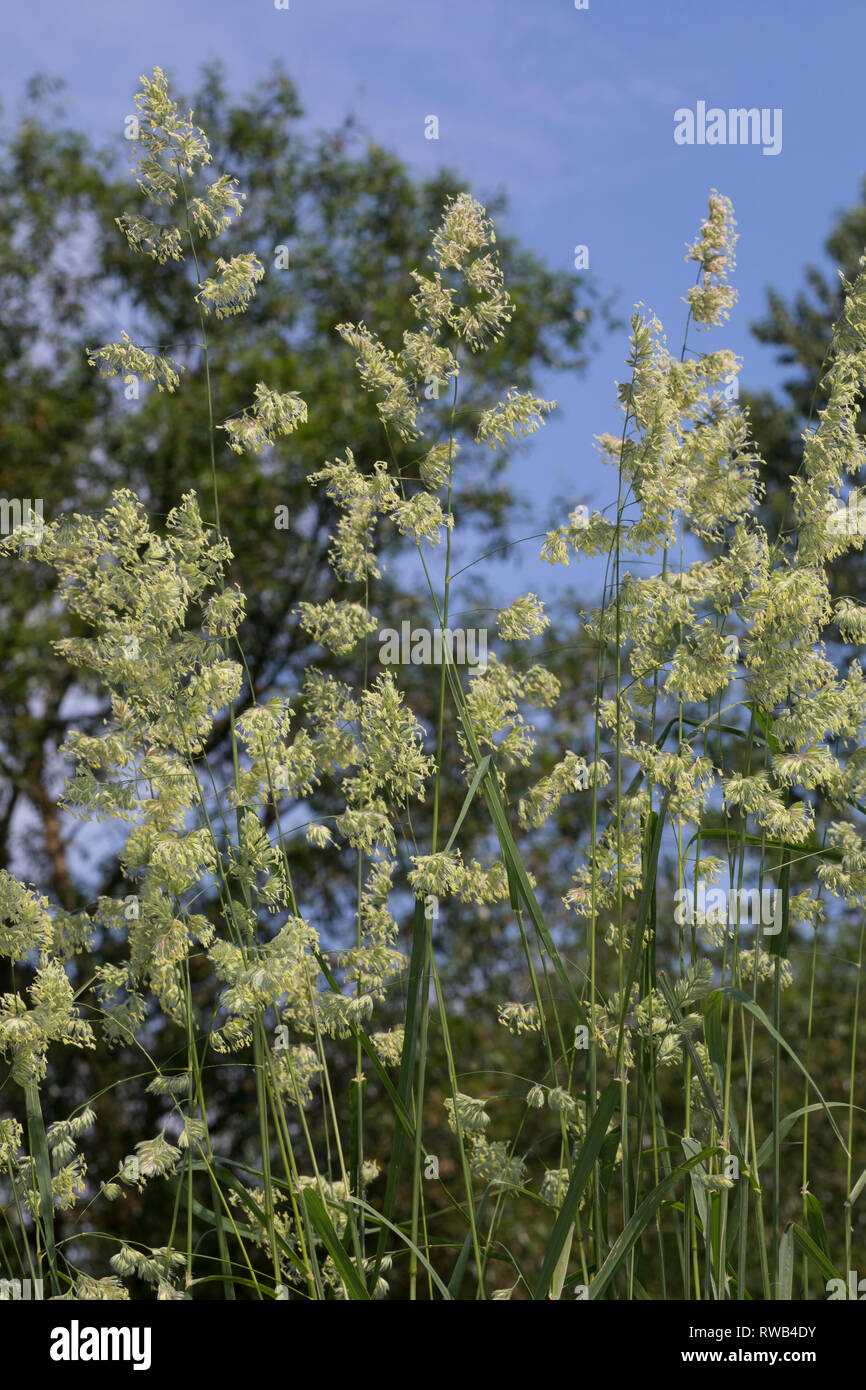 Wiesen-Knäuelgras, Wiesenknäuelgras, Knäuelgras, Knäulgras, Knaulgras ...