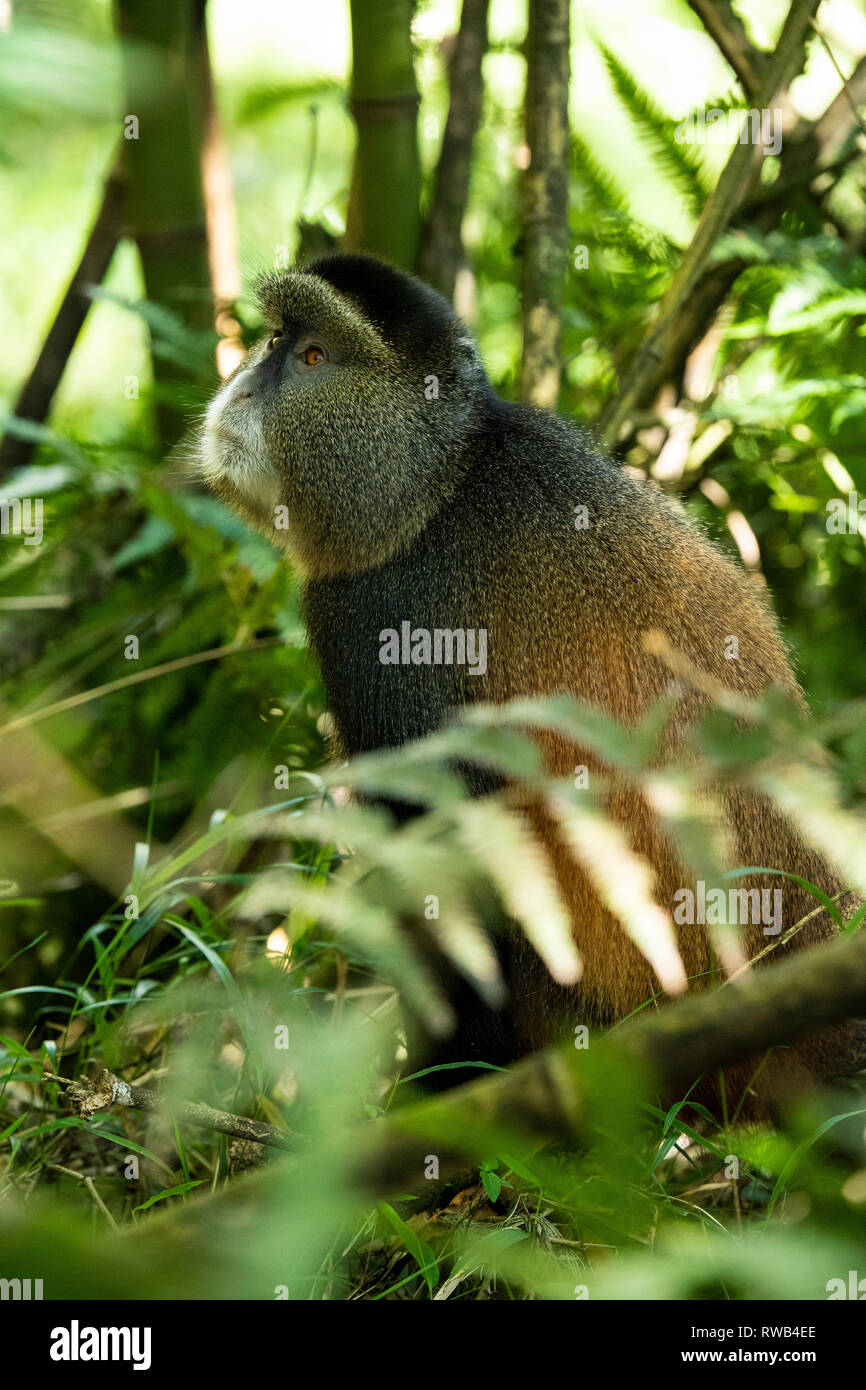 Golden monkey in bamboo forest, Cercopithecus kandti, Mgahinga Gorilla ...