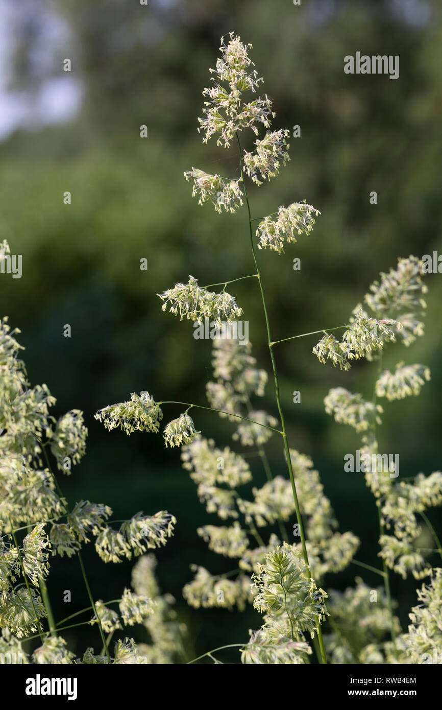 Wiesen-Knäuelgras, Wiesenknäuelgras, Knäuelgras, Knäulgras, Knaulgras ...