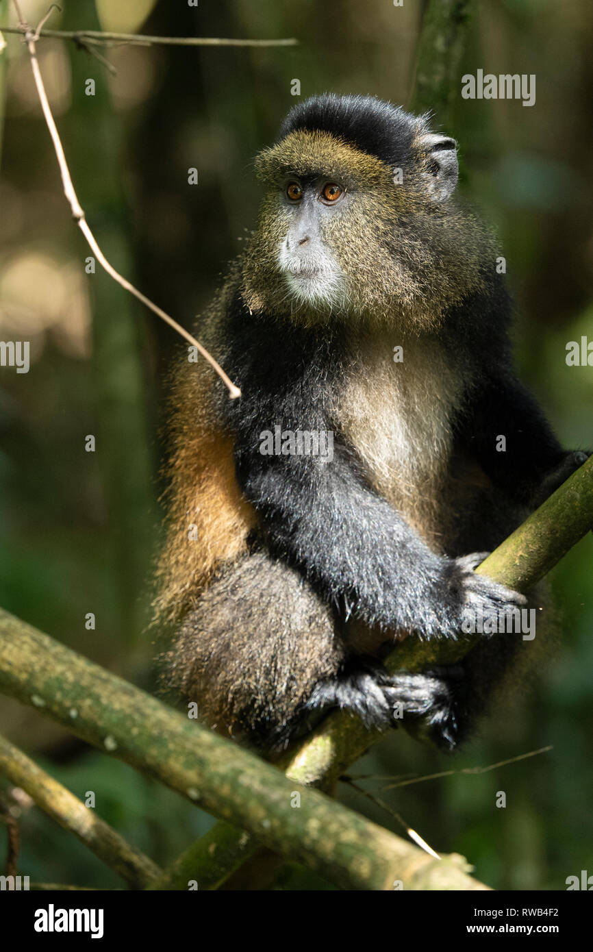Golden monkey in bamboo forest, Cercopithecus kandti, Mgahinga Gorilla ...