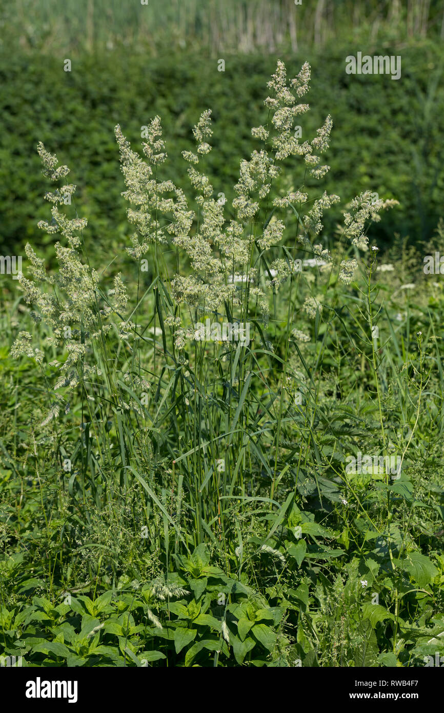 Wiesen-Knäuelgras, Wiesenknäuelgras, Knäuelgras, Knäulgras, Knaulgras ...