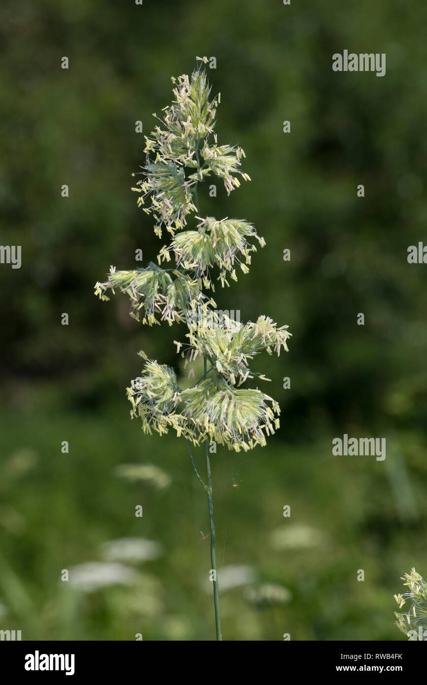 Wiesen-Knäuelgras, Wiesenknäuelgras, Knäuelgras, Knäulgras, Knaulgras ...