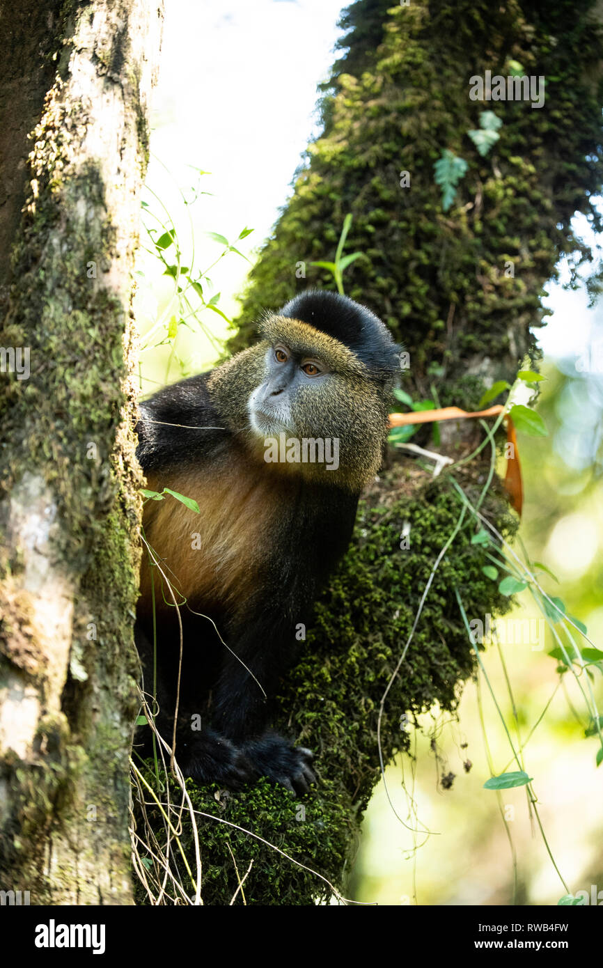 Golden monkey in bamboo forest, Cercopithecus kandti, Mgahinga Gorilla ...
