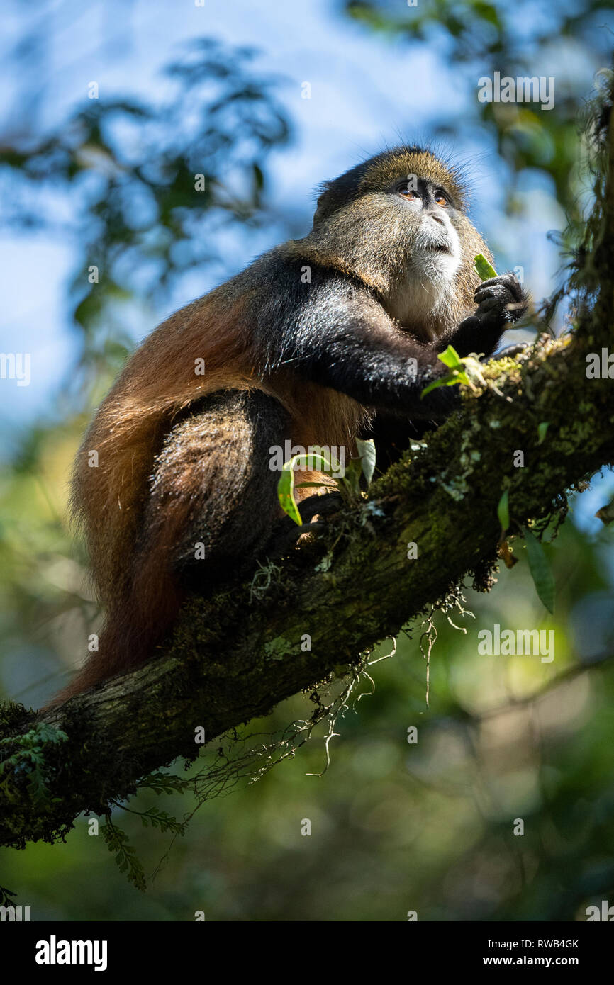 Golden monkey in bamboo forest, Cercopithecus kandti, Mgahinga Gorilla ...
