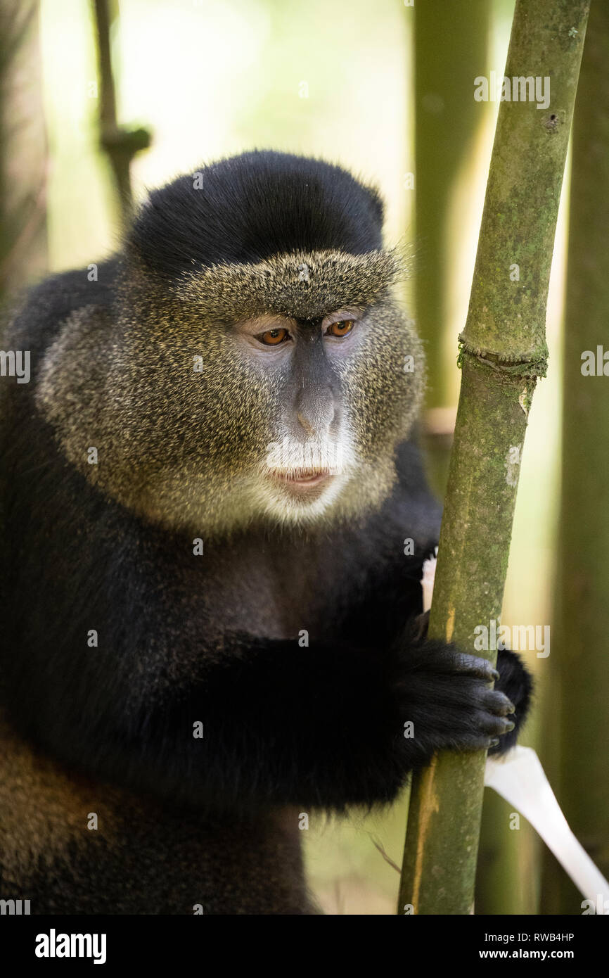 Golden monkey in bamboo forest, Cercopithecus kandti, Mgahinga Gorilla ...