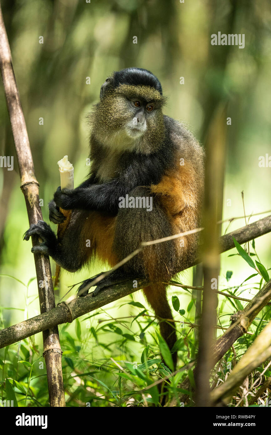 Golden monkey in bamboo forest, Cercopithecus kandti, Mgahinga Gorilla ...