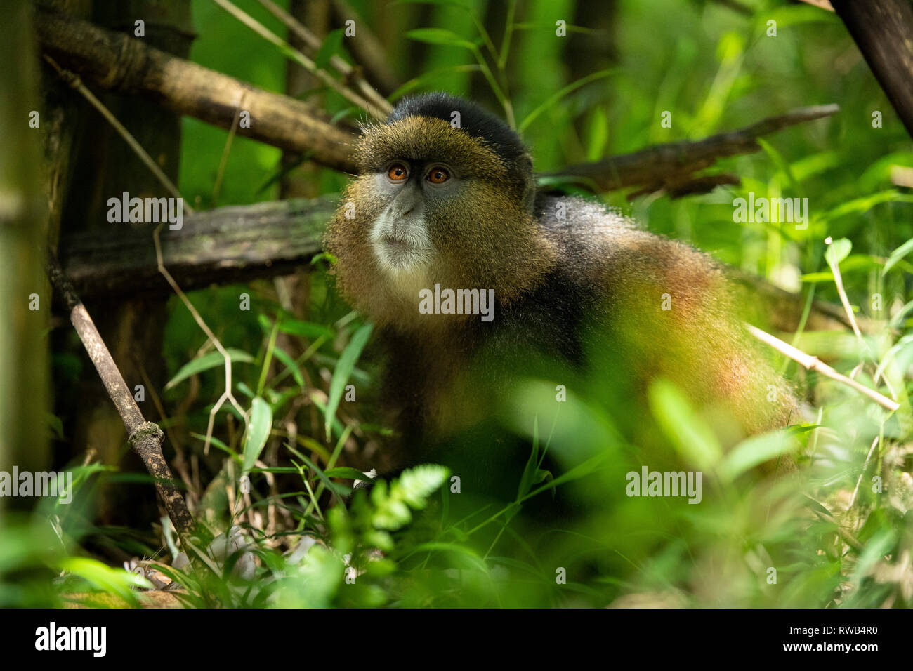 Golden monkey in bamboo forest, Cercopithecus kandti, Mgahinga Gorilla ...