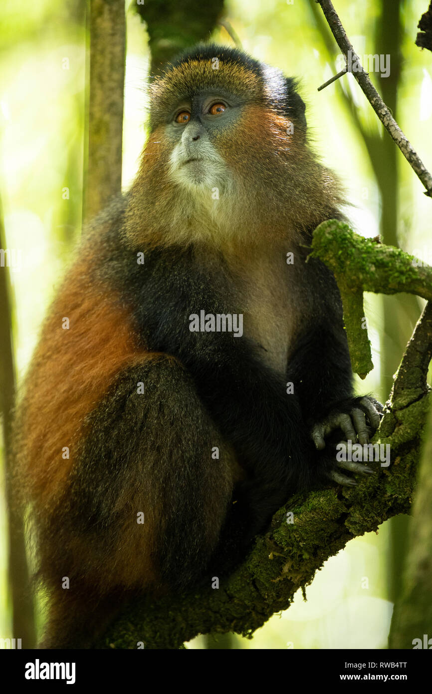 Golden monkey in bamboo forest, Cercopithecus kandti, Mgahinga Gorilla ...