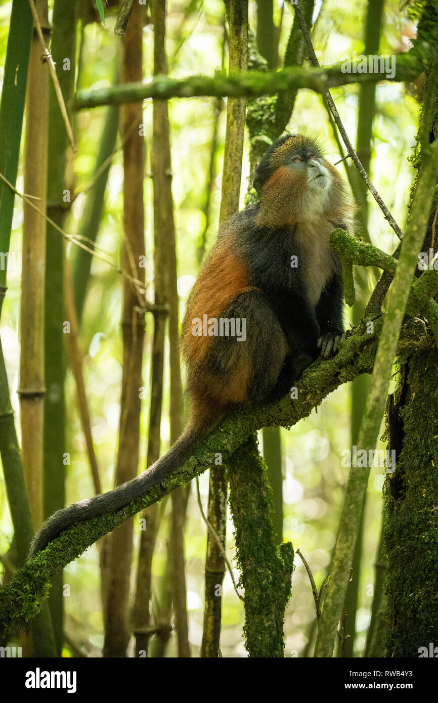 Golden monkey in bamboo forest, Cercopithecus kandti, Mgahinga Gorilla ...