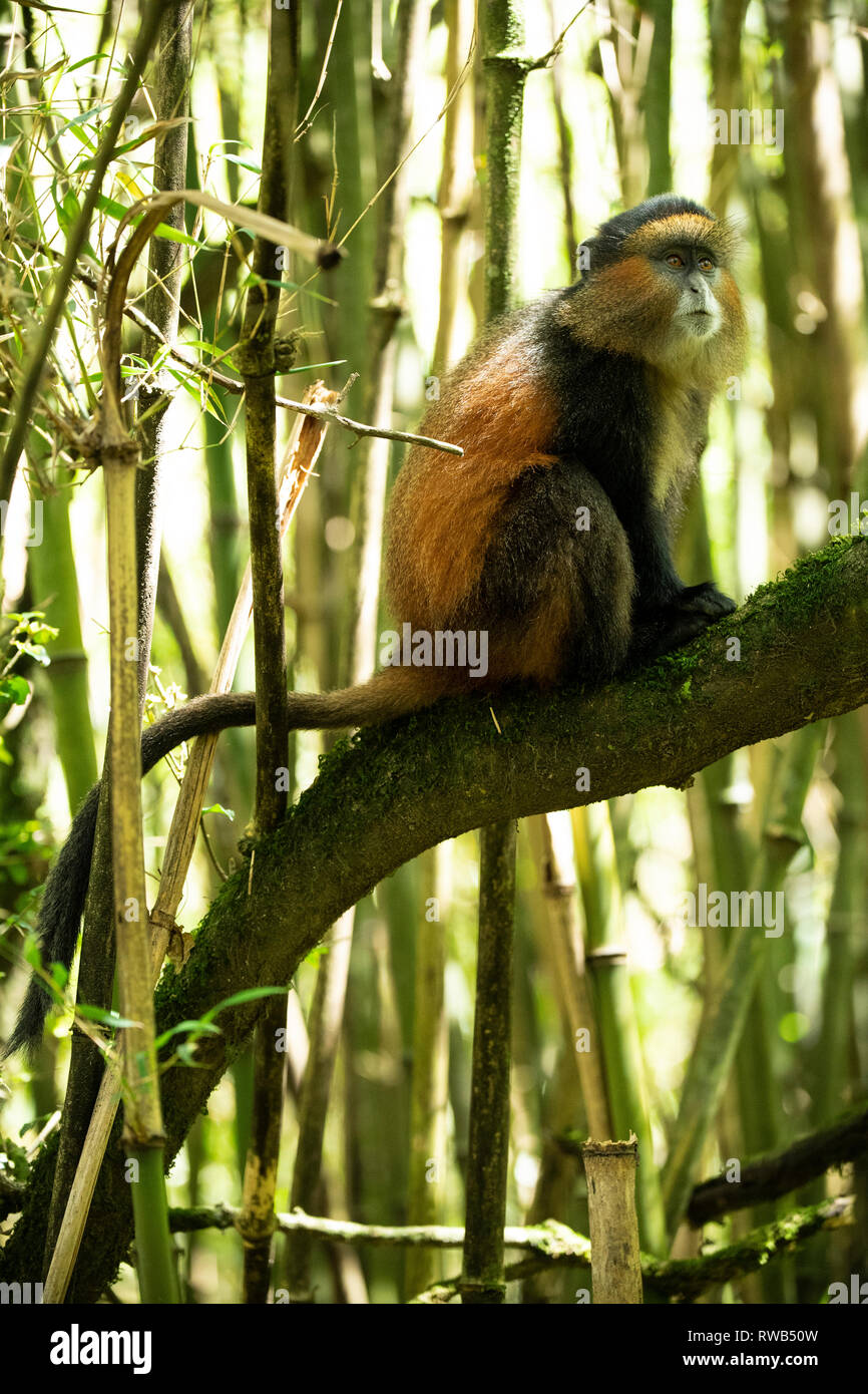 Golden monkey in bamboo forest, Cercopithecus kandti, Mgahinga Gorilla ...