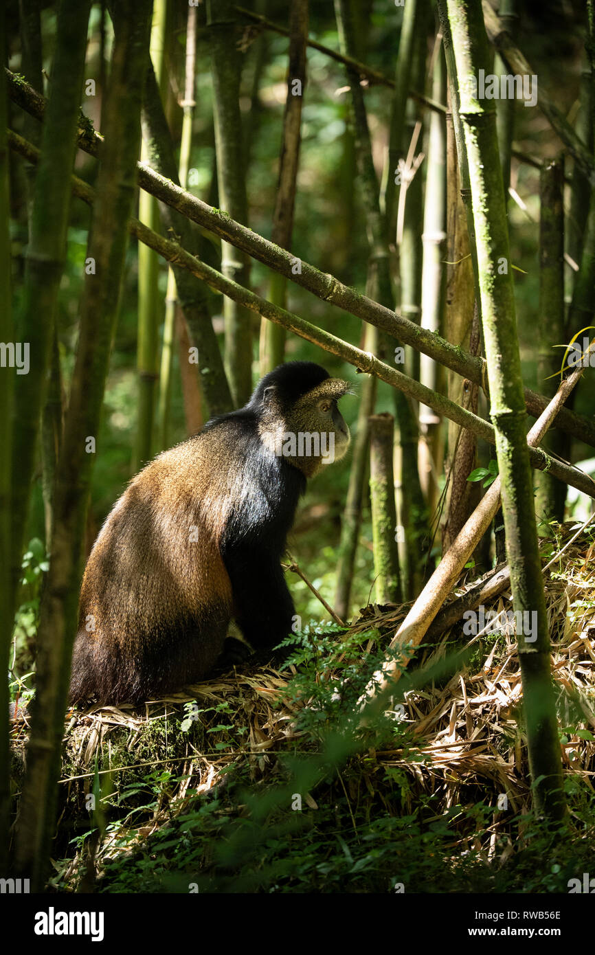 Golden monkey in bamboo forest, Cercopithecus kandti, Mgahinga Gorilla ...