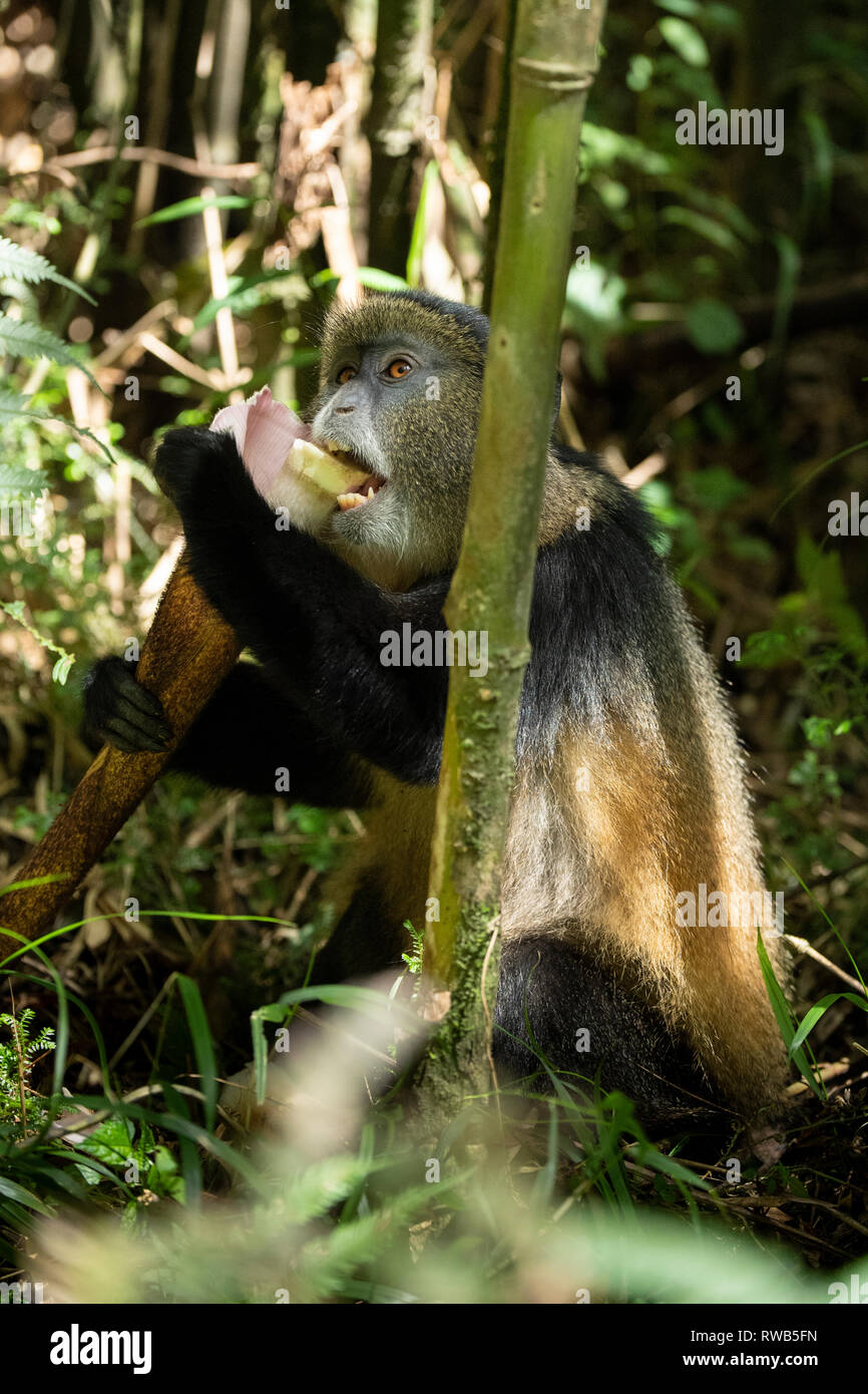 Golden monkey in bamboo forest, Cercopithecus kandti, Mgahinga Gorilla ...