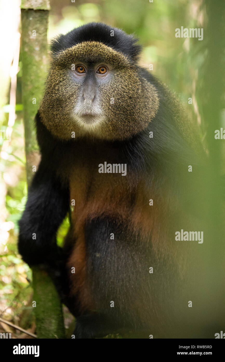 Golden monkey in bamboo forest, Cercopithecus kandti, Mgahinga Gorilla ...
