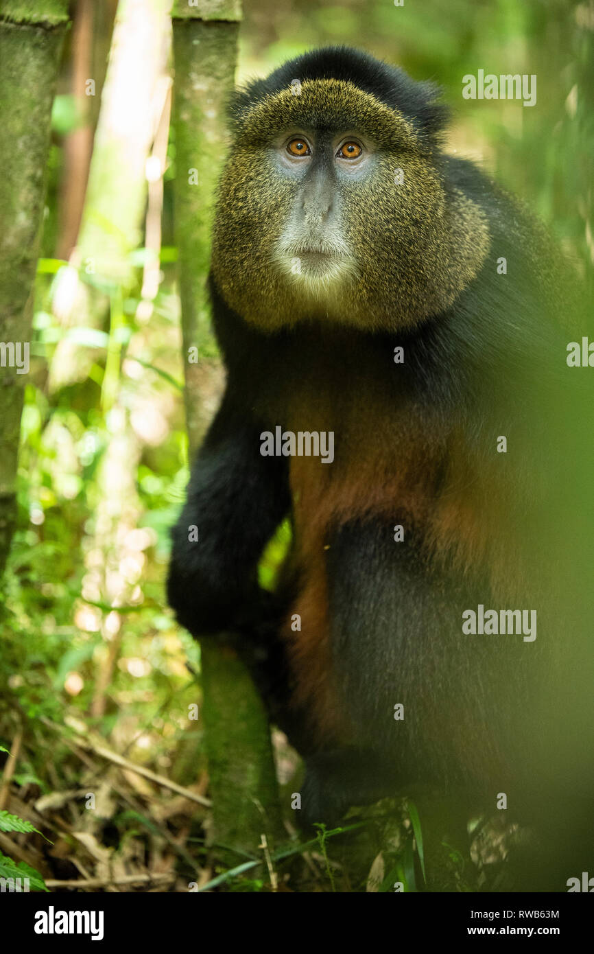 Golden monkey in bamboo forest, Cercopithecus kandti, Mgahinga Gorilla ...