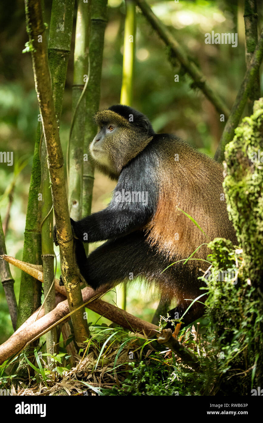 Golden monkey in bamboo forest, Cercopithecus kandti, Mgahinga Gorilla ...