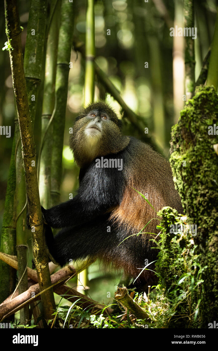 Golden monkey in bamboo forest, Cercopithecus kandti, Mgahinga Gorilla ...